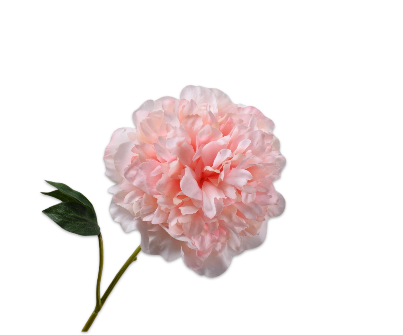 Pfingstrose Stil – Silberalm